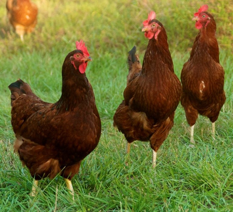Starting Free Range Chicken Farming Business in South Africa - Business ...