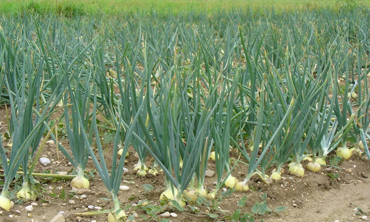Starting Onion Farming Business in South Africa - Business Plan (PDF ...